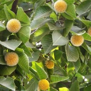 Flora - St. Xavier's College Jaipur