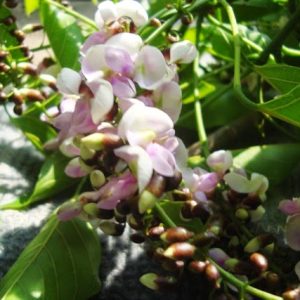 Flora - St. Xavier's College Jaipur